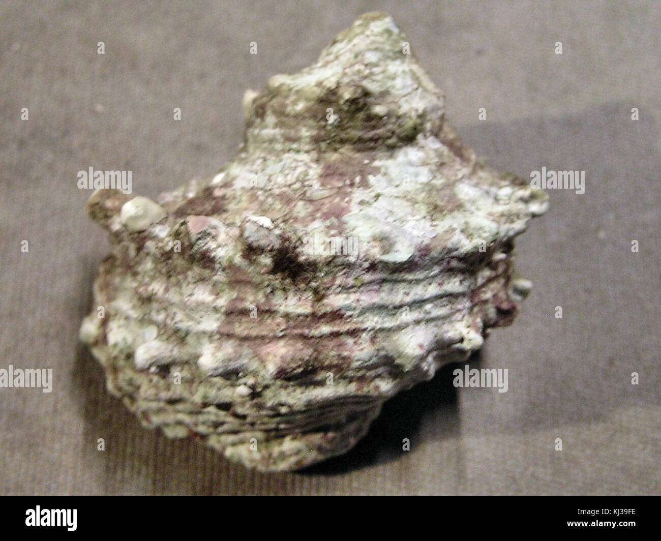 Turbo radiatus 003 Stock Photo - Alamy