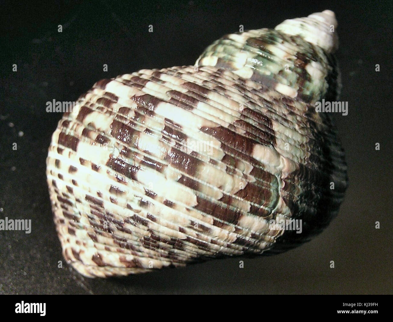 Species radiatus hi-res stock photography and images - Alamy
