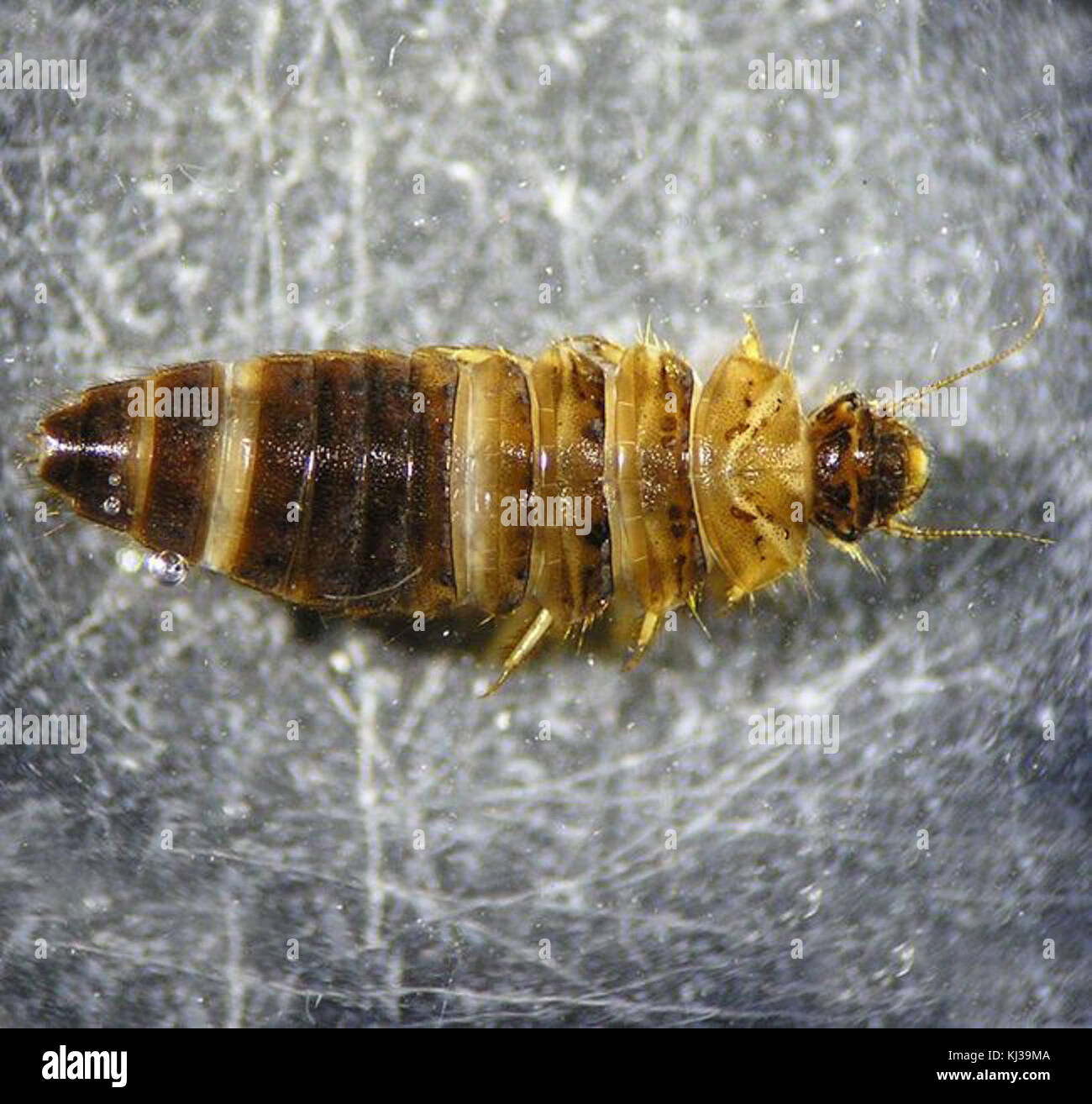 Scirtidae hi-res stock photography and images - Alamy