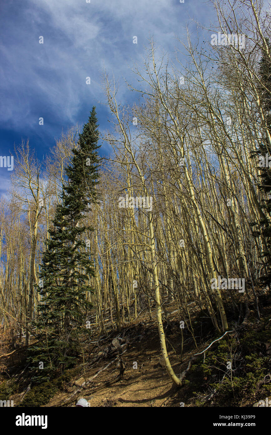 A bent pine tries to overtake the aspens in reaching to the sky Stock ...