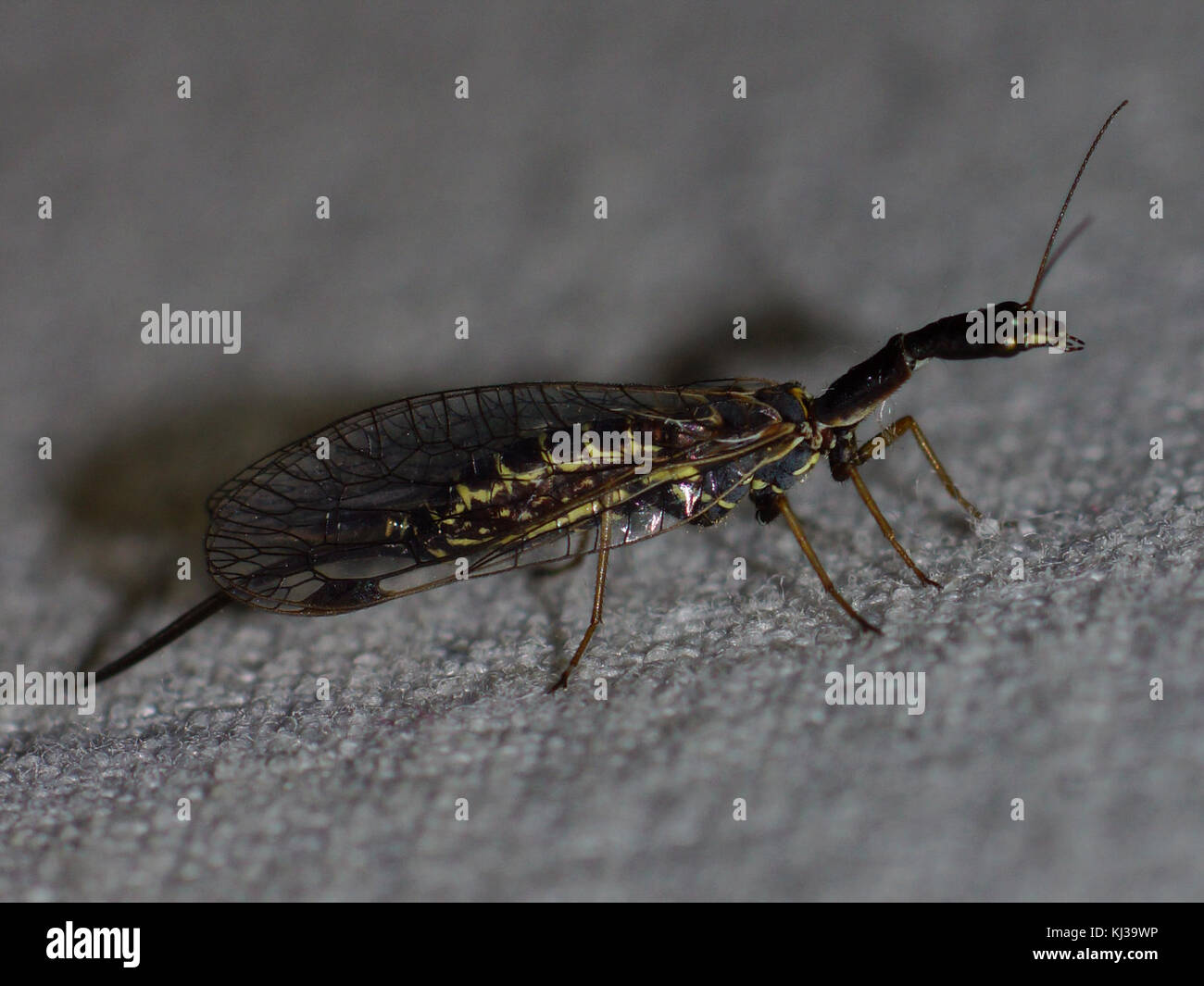 Raphidia hi-res stock photography and images - Alamy