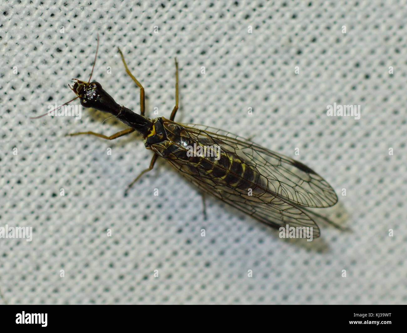 Raphidia hi-res stock photography and images - Alamy