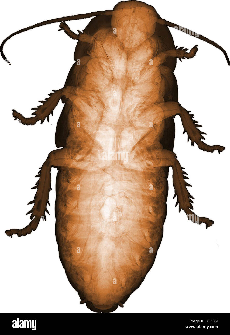 Large tropical cockroach Stock Photo - Alamy