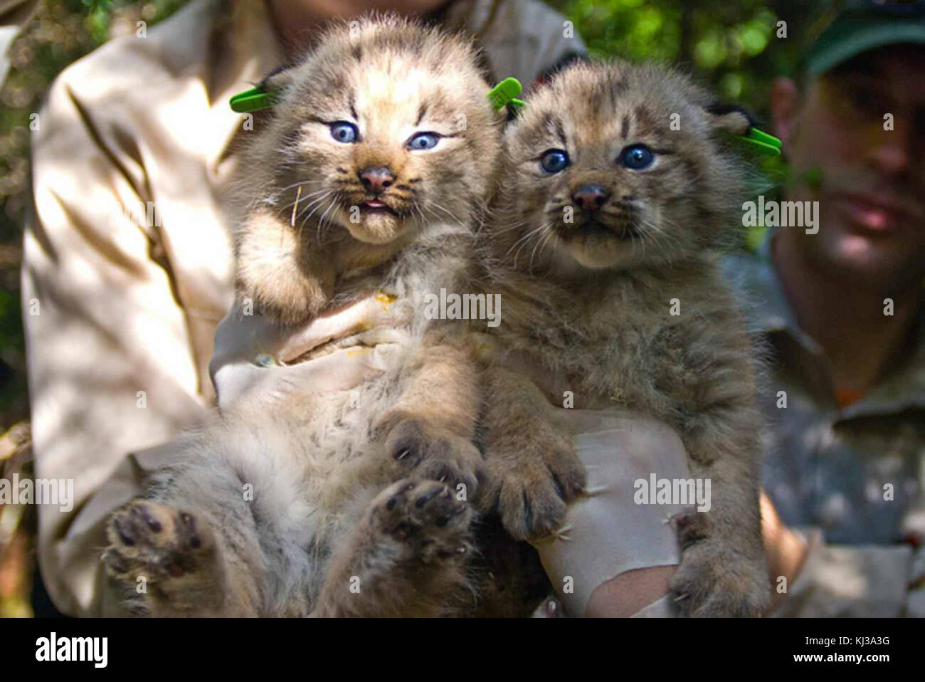 Two cute canada lynx kittens Stock Photo - Alamy
