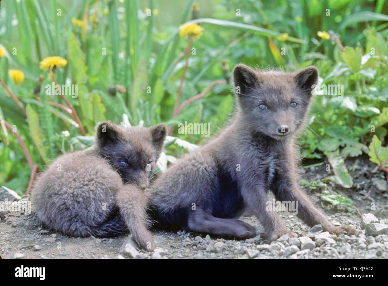 Two cute fox pups Stock Photo - Alamy
