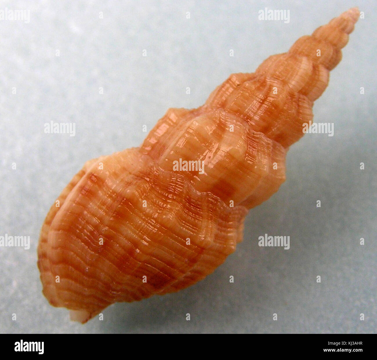 Metaphos hi-res stock photography and images - Alamy