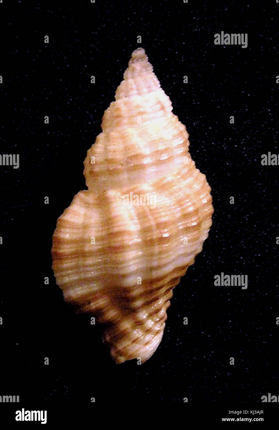 Pollia wrightae 001 Stock Photo - Alamy