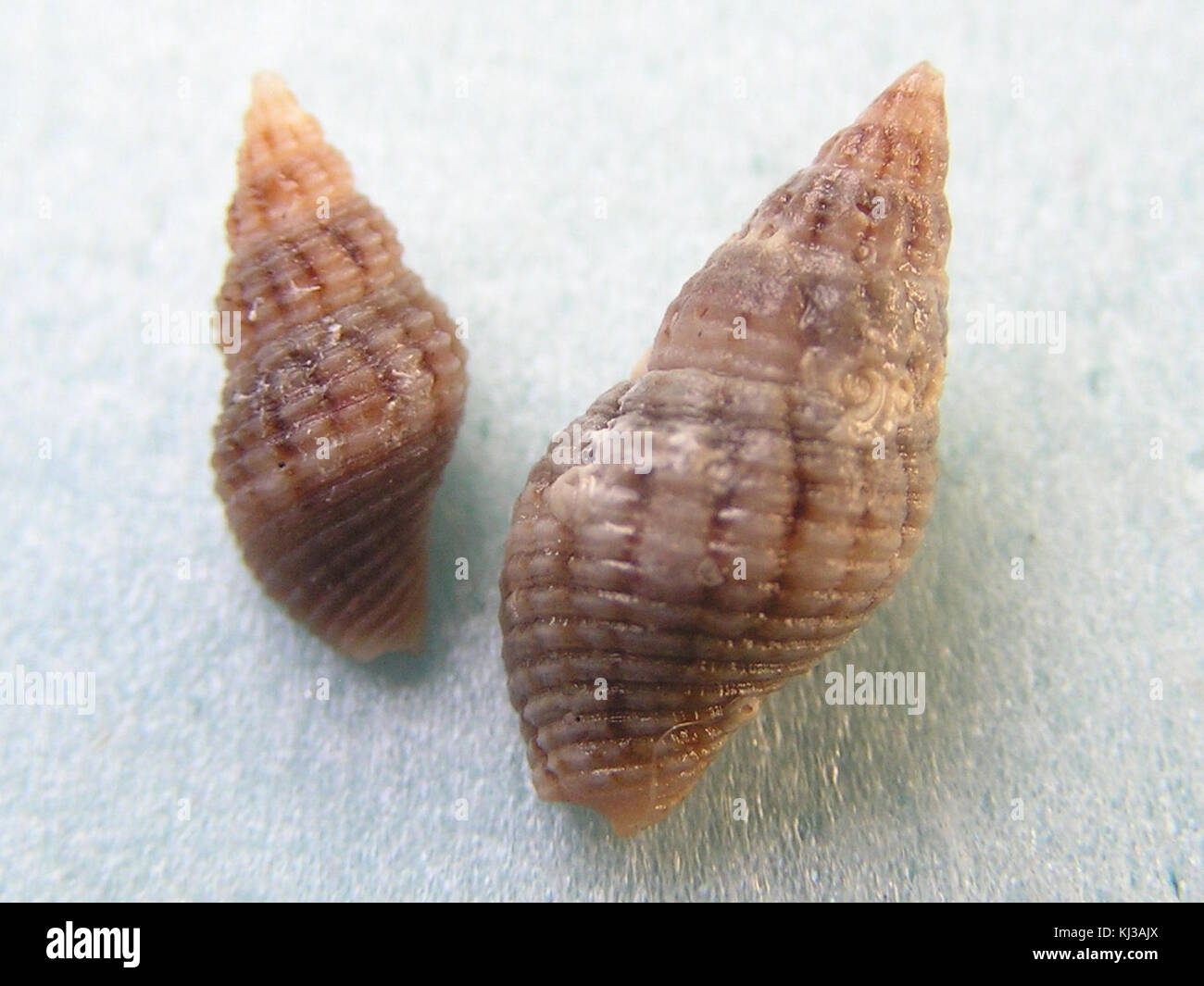 Pollia assimilis 001 Stock Photo - Alamy