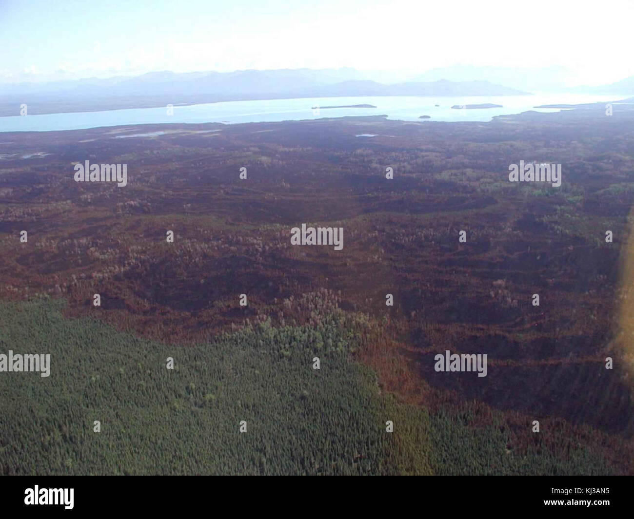 Aerial photo of spruce bark beetle kill burned area Stock Photo - Alamy