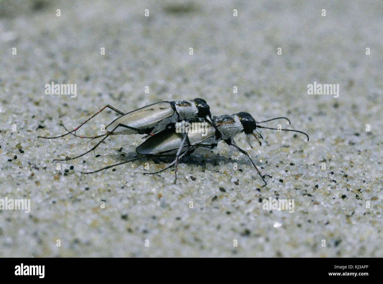 Two northeastern beach tiger beetles on the beach cicindela dorsalis ...