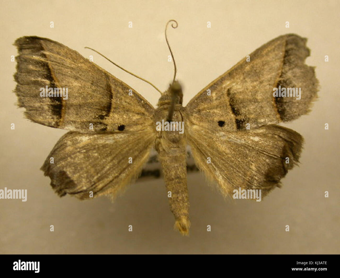 Plant identification system hi-res stock photography and images - Alamy