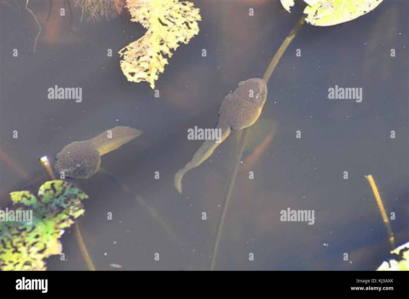 Two tadpoles in the water Stock Photo - Alamy