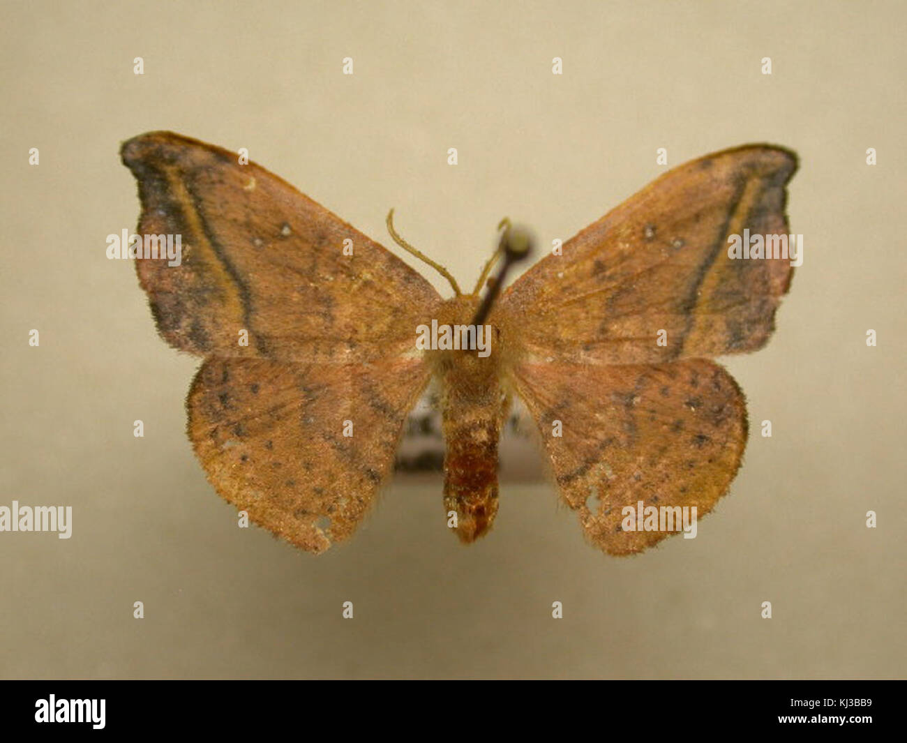 Oreta hi-res stock photography and images - Alamy