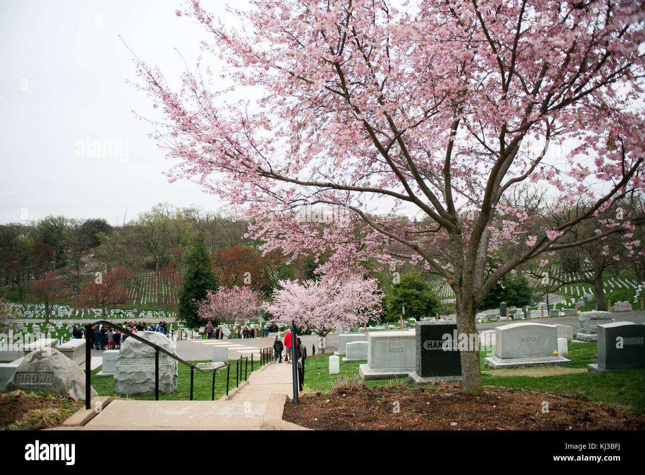 Cherry tree in Arlington National Cemetery (17039681627 Stock Photo - Alamy