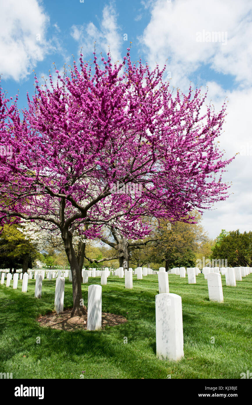Trees in Arlington National Cemetery (16626953283 Stock Photo - Alamy
