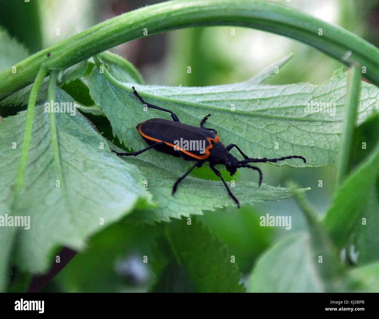 Desmocerus hi-res stock photography and images - Alamy