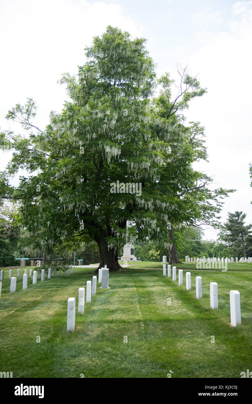 Virginia State Champion Yellowwood tree (17453583950 Stock Photo - Alamy
