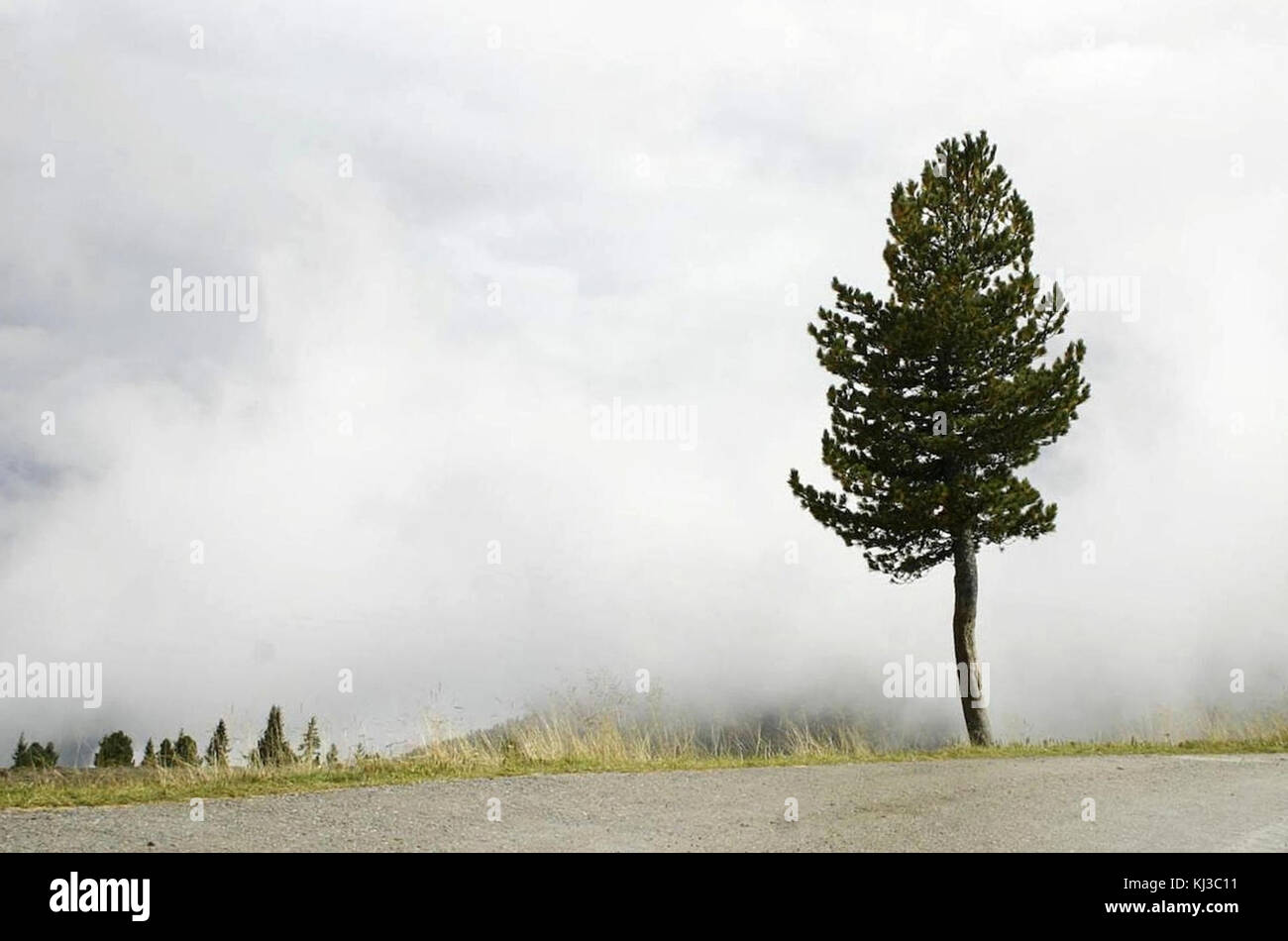 Tree beside road Stock Photo - Alamy