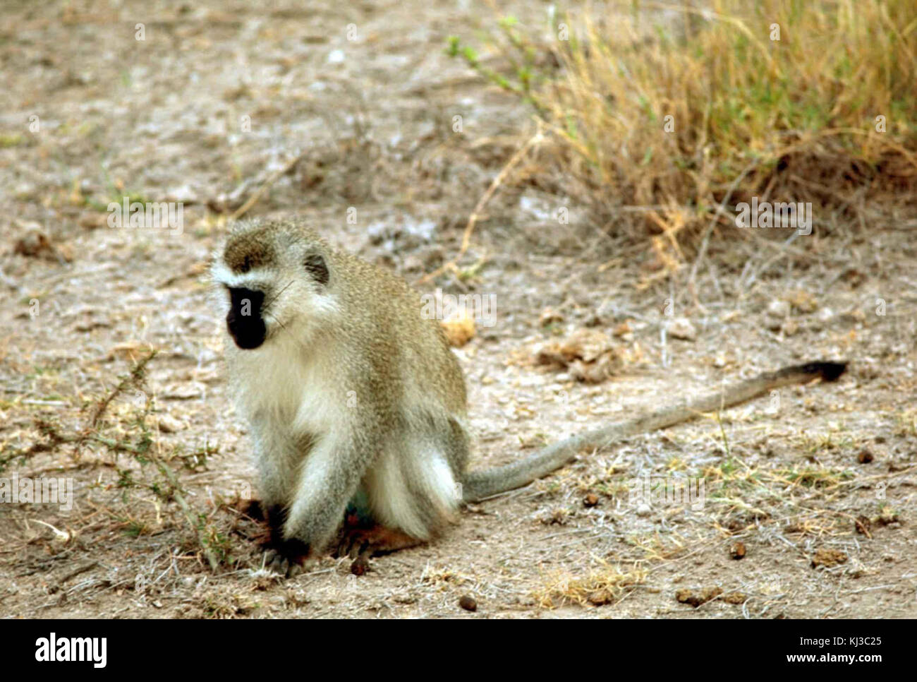 Vervet monkey chlorocebus pygerythrus Stock Photo - Alamy