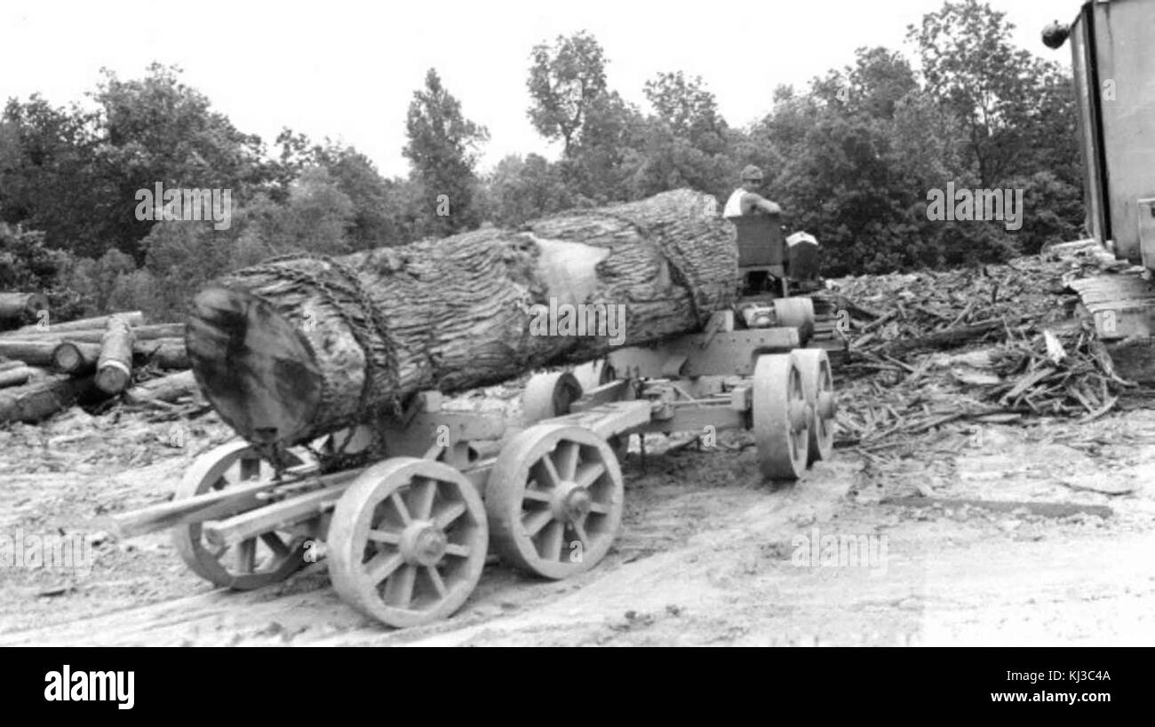 Very large tree trunk being transported vintage aging stock photography ...