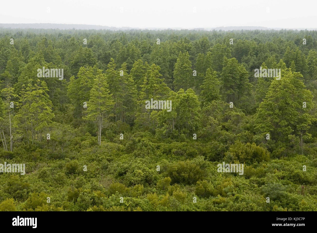 A scenic view from an observation tower overlooking a lush green forest ...