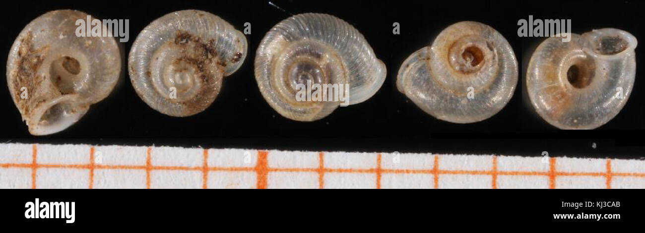 Vallonia enniensis 07 Stock Photo - Alamy