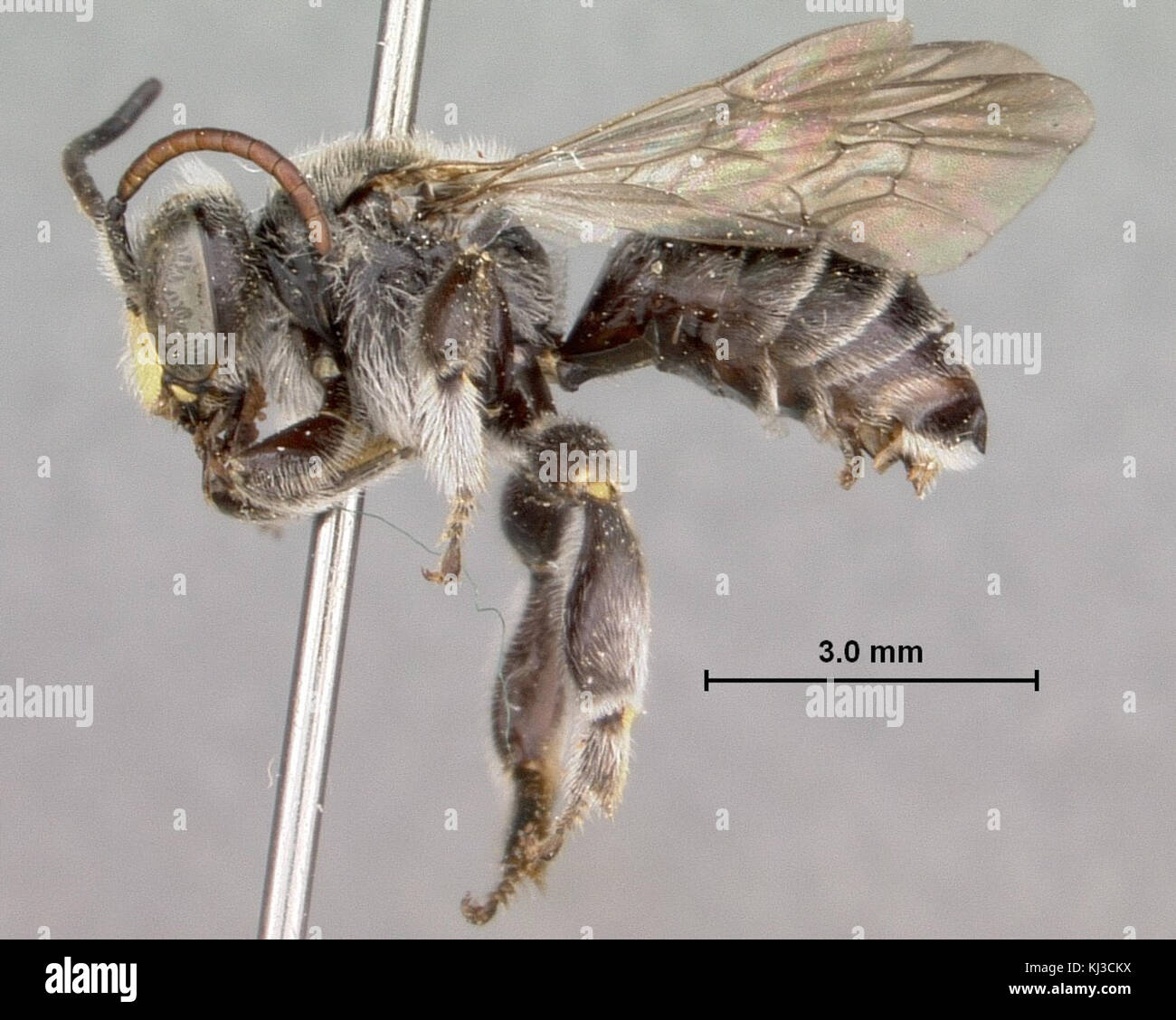 Macropis sp 01 Stock Photo - Alamy