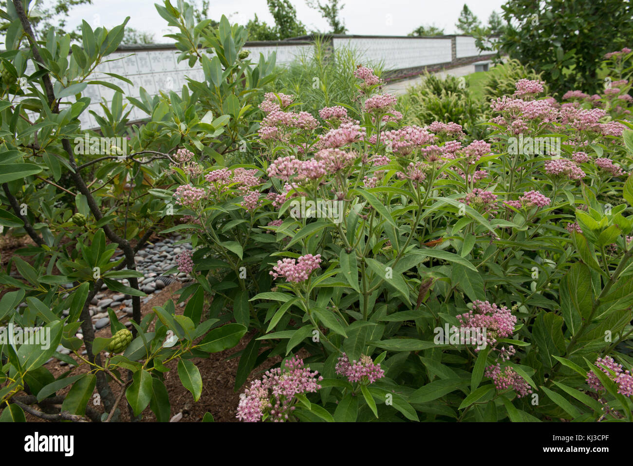 Arlington National Cemetery plants, trees and flowers (19529847546 ...