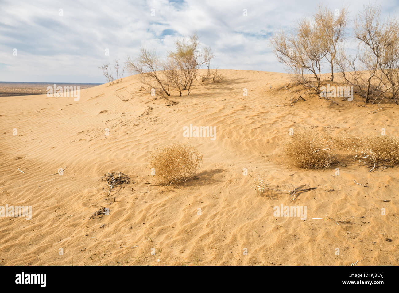 Yellow desert shrub hi-res stock photography and images - Alamy