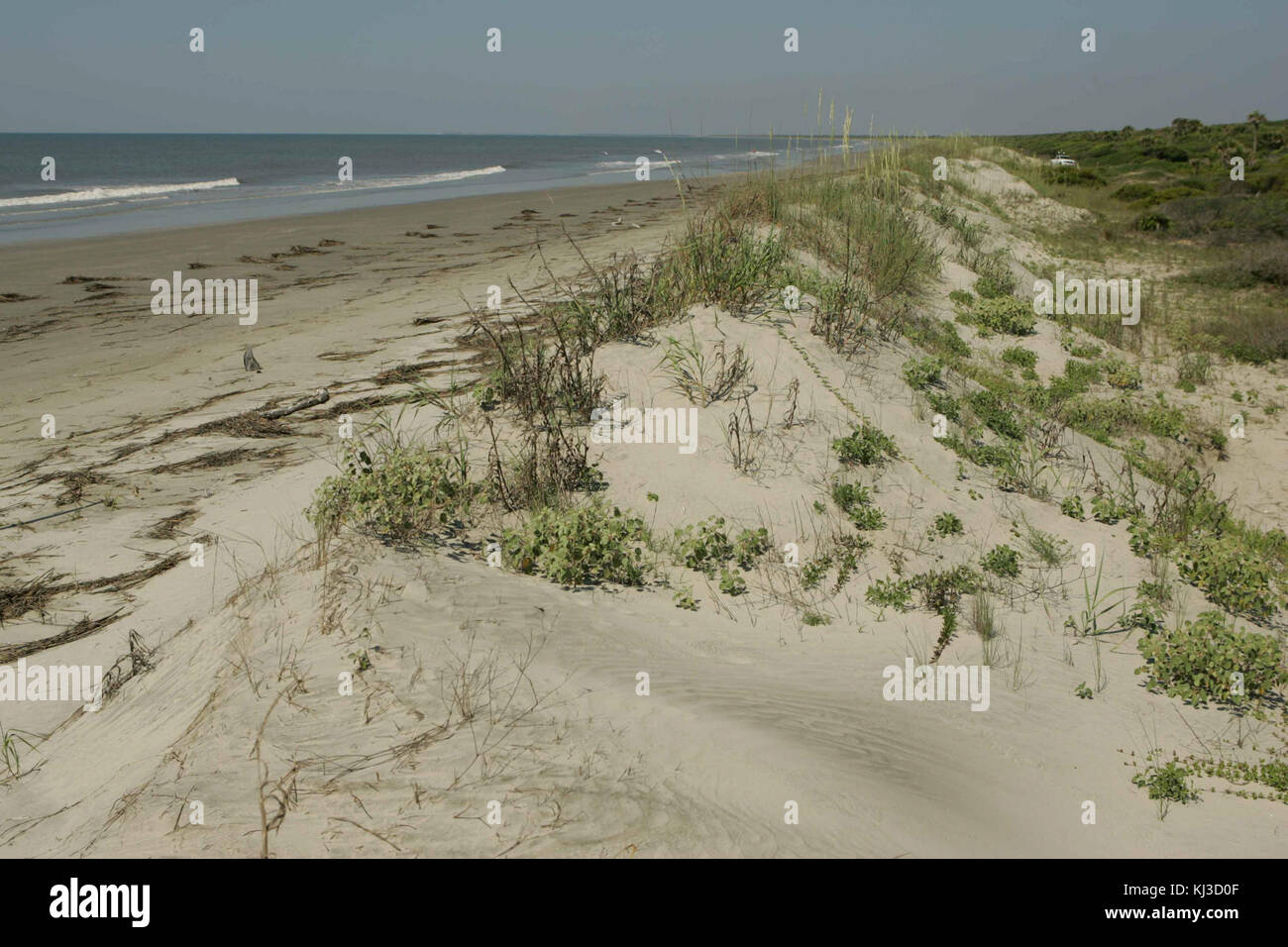 View of the dunes on bulls island Stock Photo - Alamy
