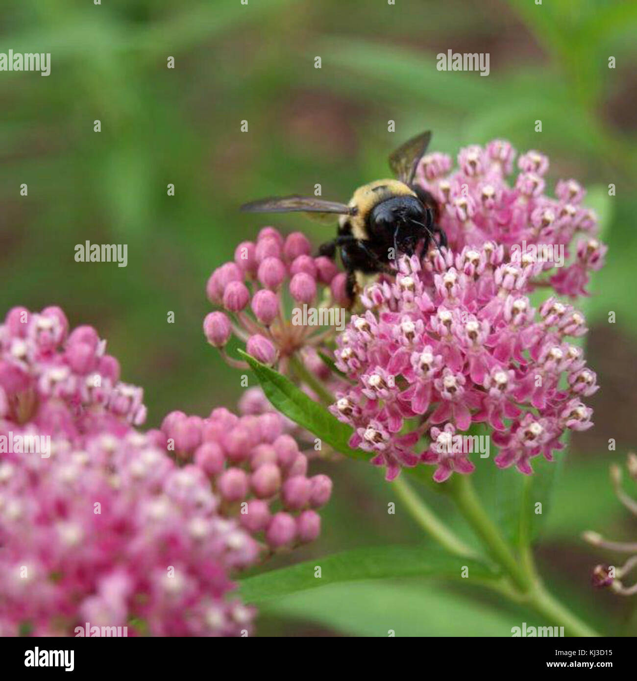 Asclepias wbee (20128958070 Stock Photo - Alamy
