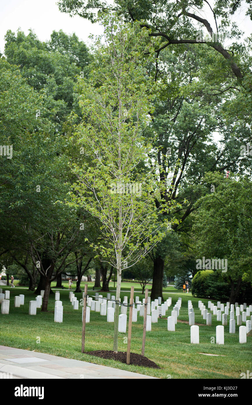 Commemorative tree hi-res stock photography and images - Alamy