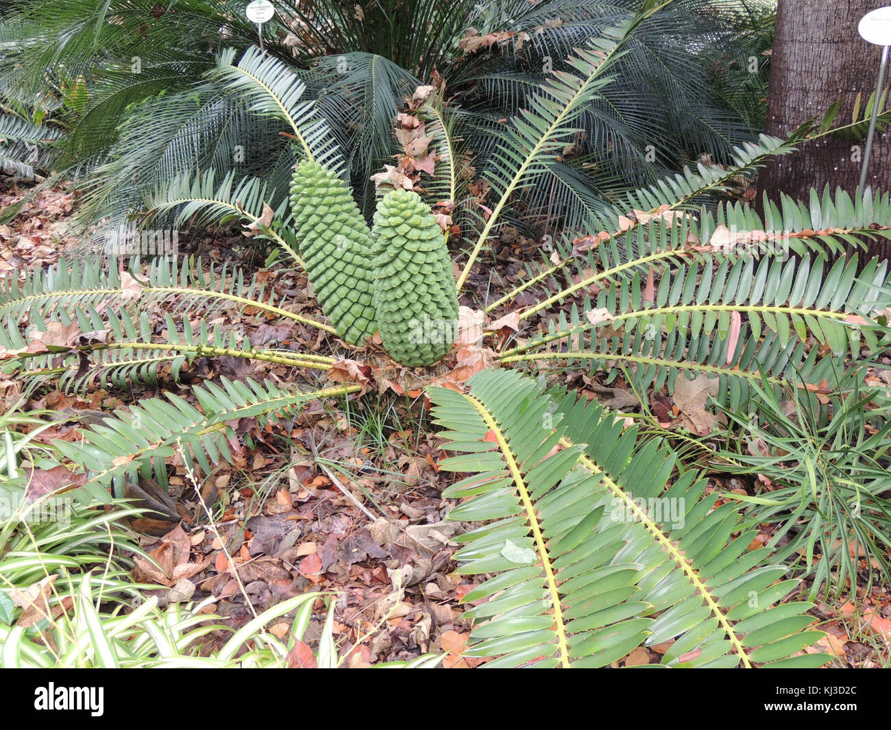 Macrozamia fawcettii 02 Stock Photo - Alamy