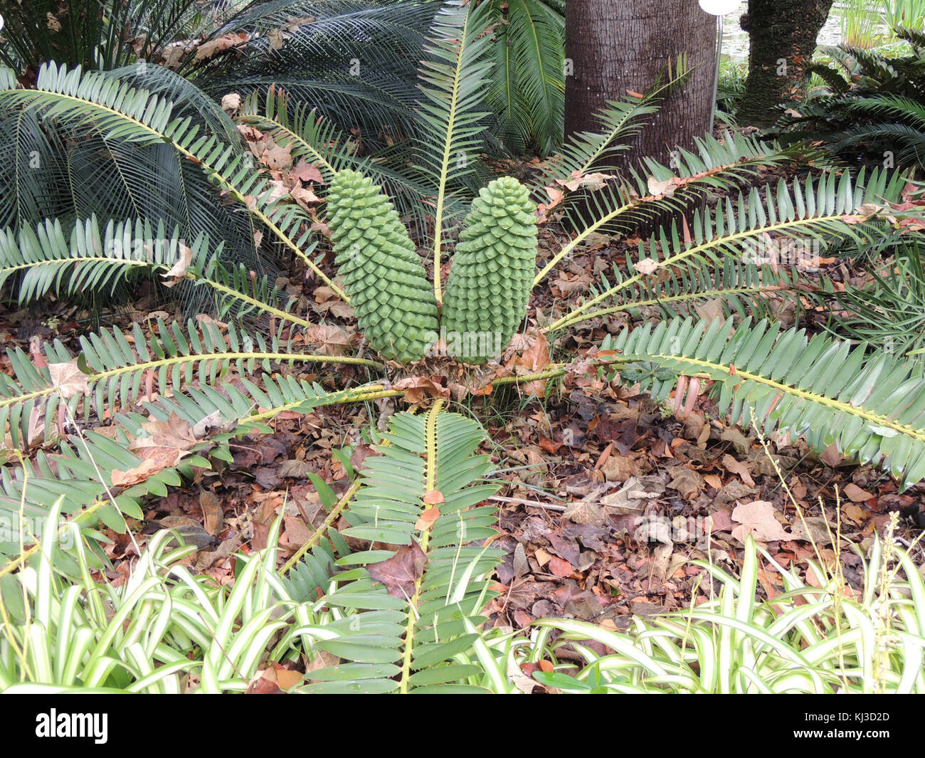 Macrozamia fawcettii 01 Stock Photo - Alamy