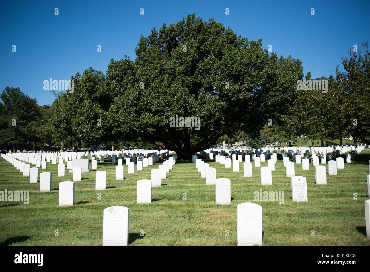 Virginia State Champion Tree in Arlington National Cemetery ...