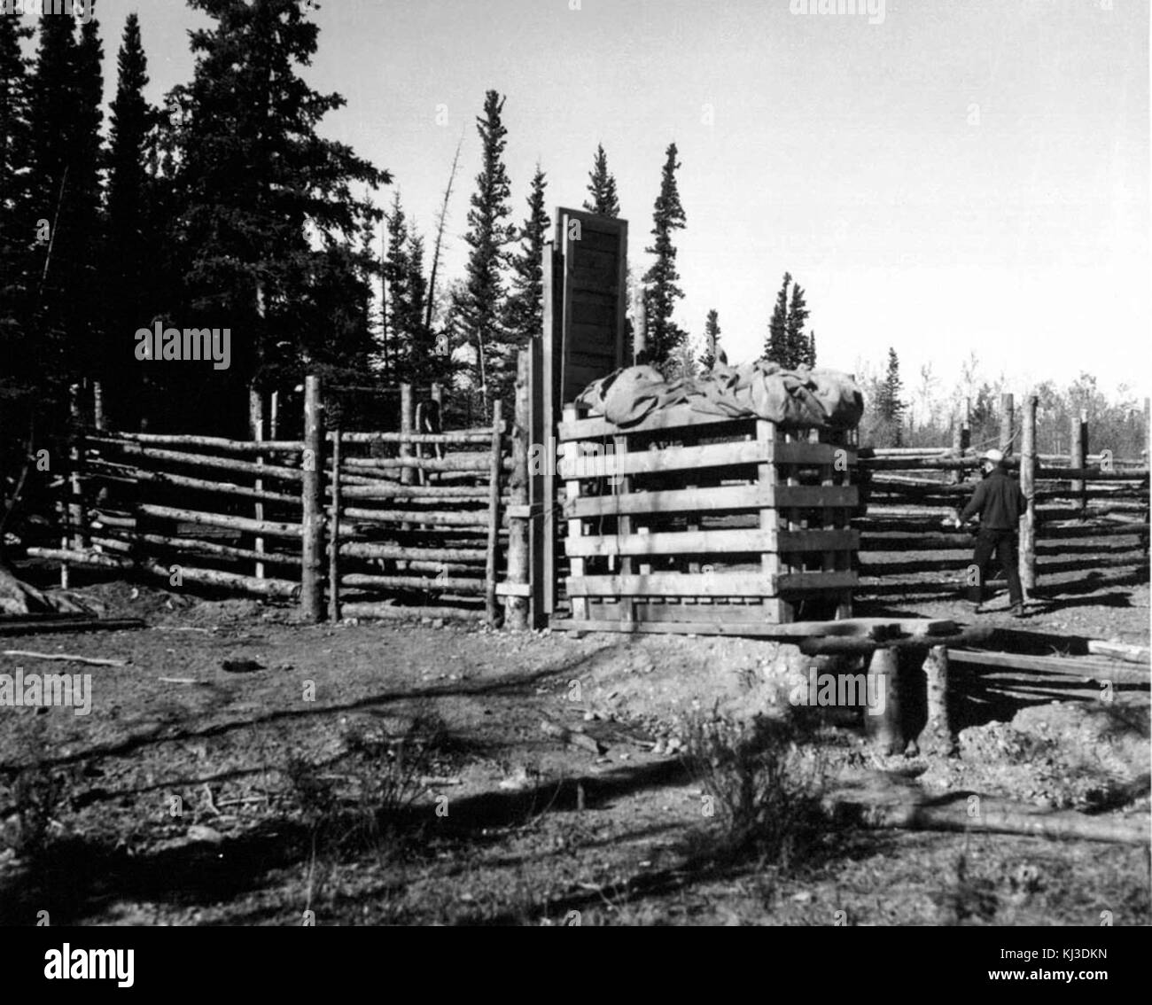 Vintage photo of men in forest Stock Photo - Alamy