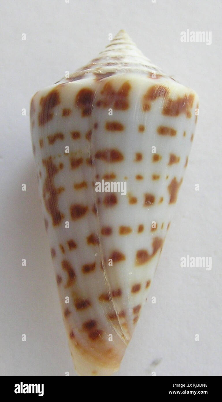 Conus gradatus 001 Stock Photo - Alamy