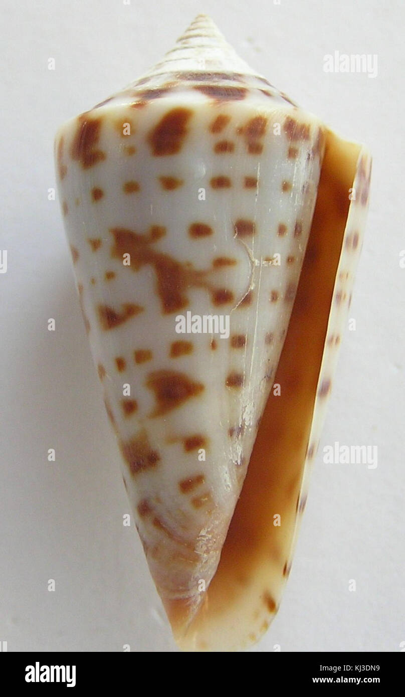 Conus gradatus 002 Stock Photo - Alamy