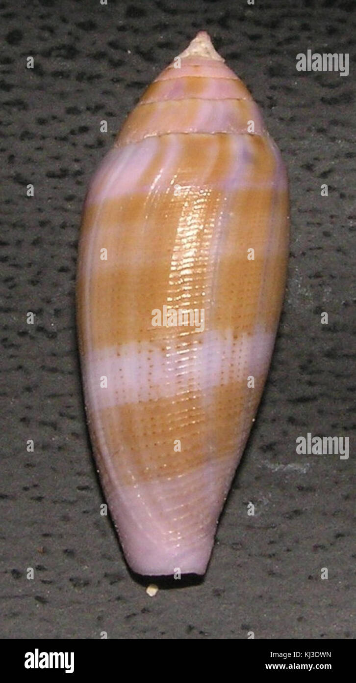 Conus luteus 001 Stock Photo - Alamy