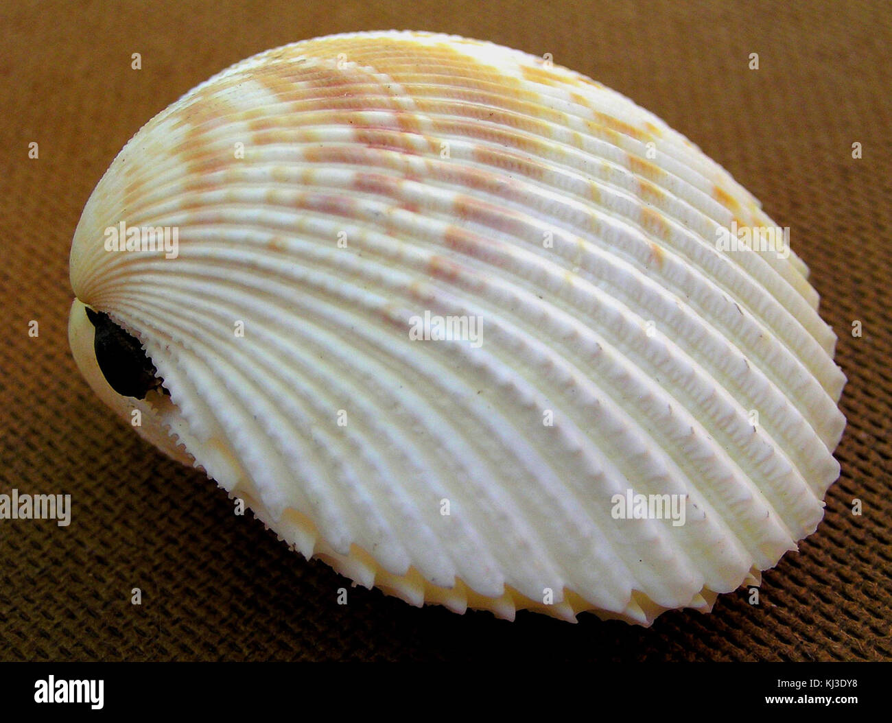 Vasticardium angulatum 001 Stock Photo - Alamy
