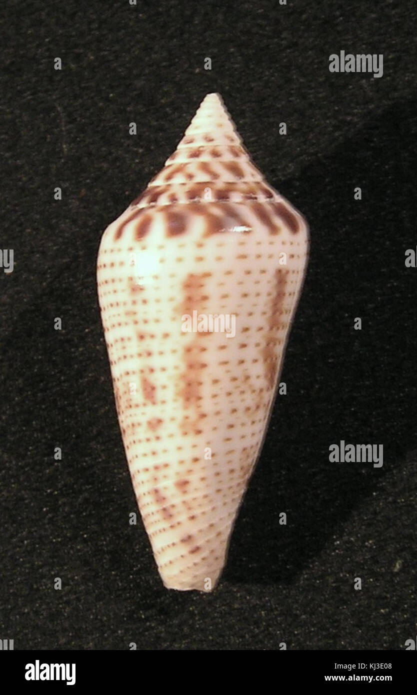 Mahogani High Resolution Stock Photography and Images - Alamy