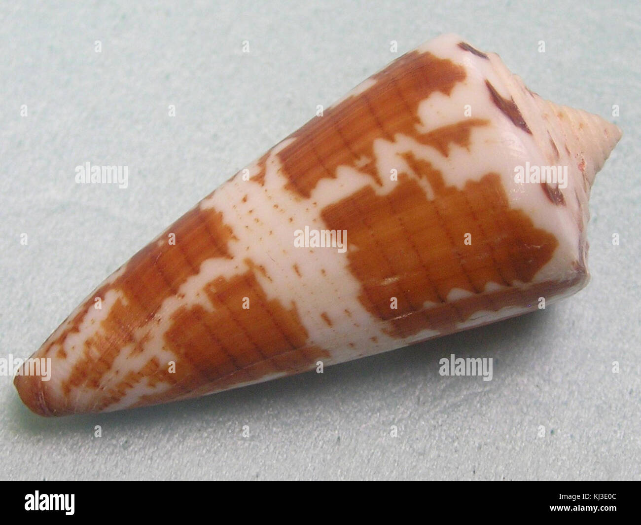Conus maldivus 002 Stock Photo - Alamy
