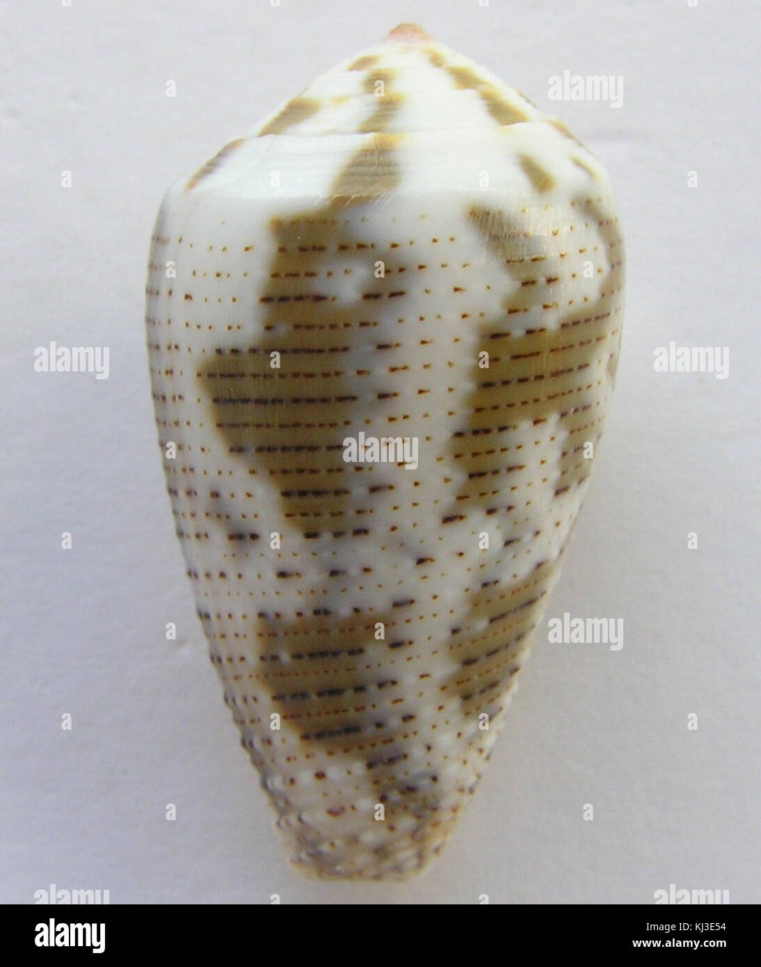 Conus nigropunctatus hi-res stock photography and images - Alamy