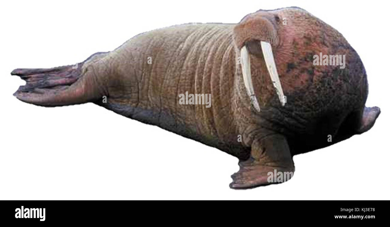 Walrus animal male detailed photo white background Stock Photo - Alamy