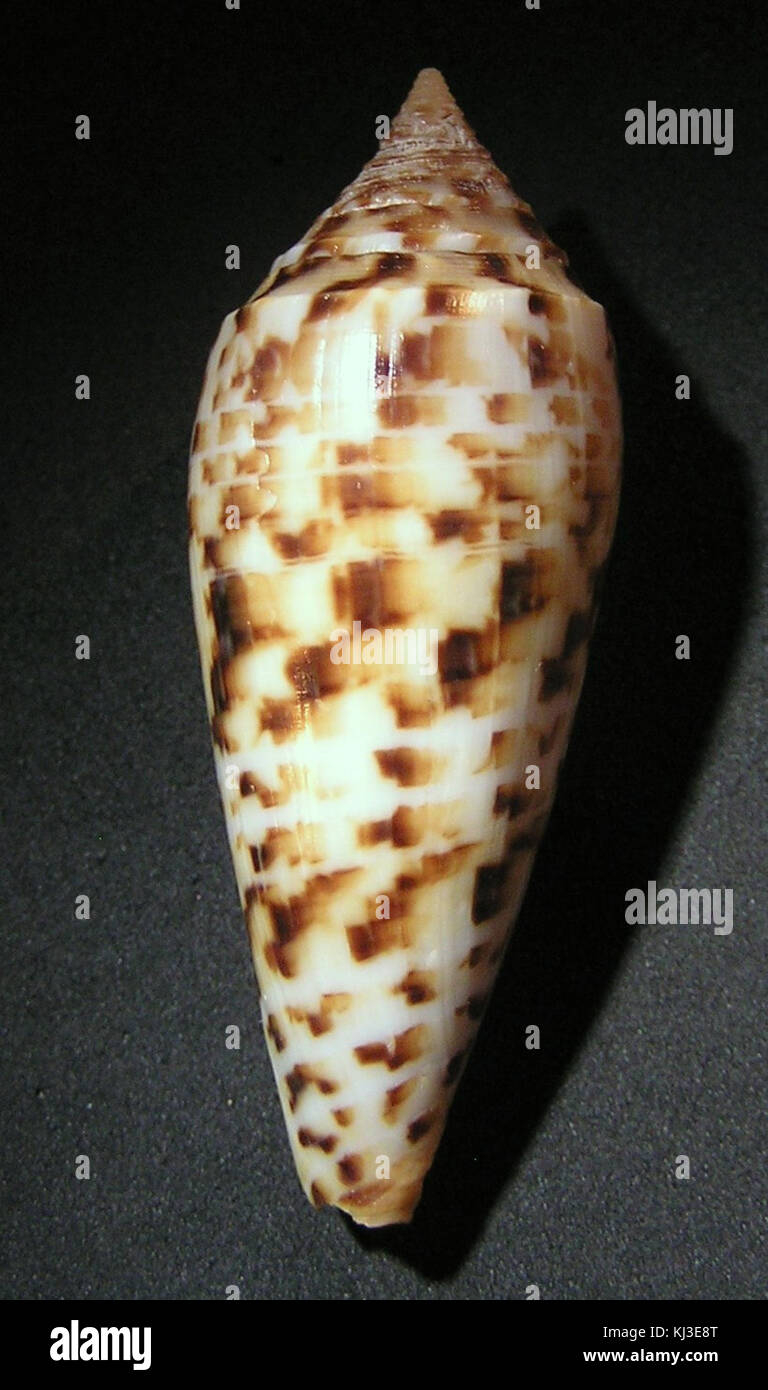 Conus pretiosus 002 Stock Photo - Alamy