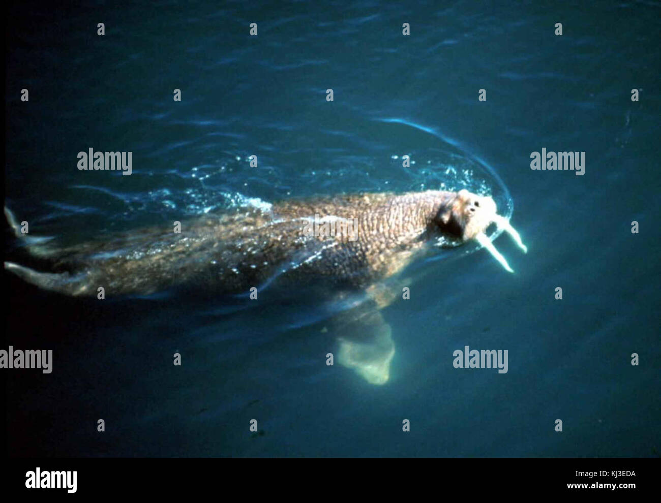 Walrus is swimming in water Stock Photo - Alamy
