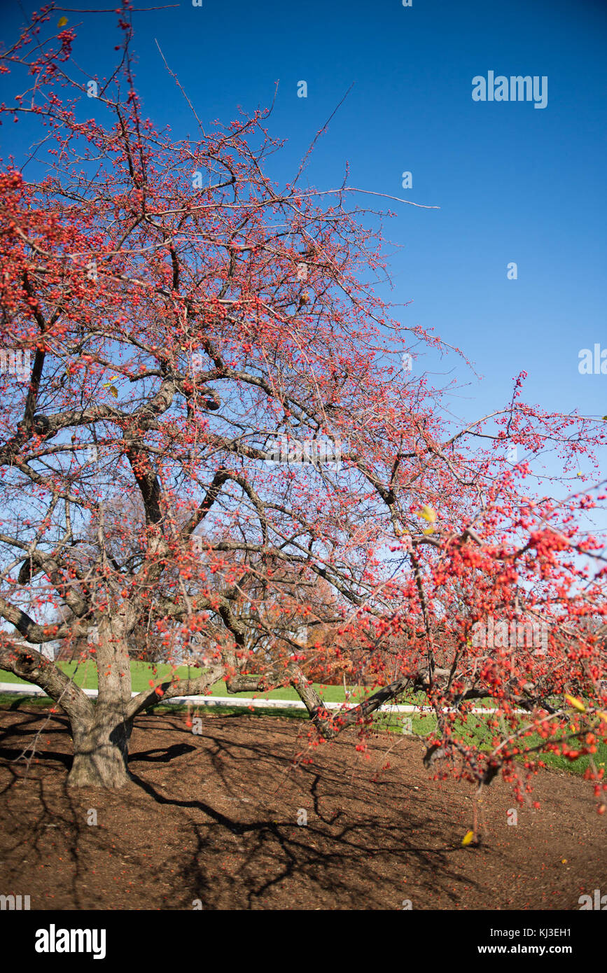 Crabapple illustration hi-res stock photography and images - Alamy