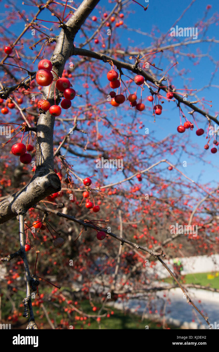Crabapple illustration hi-res stock photography and images - Alamy