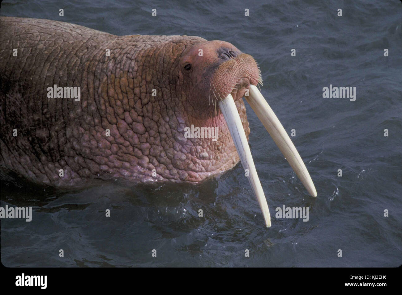 Fin footed mammals hi-res stock photography and images - Alamy