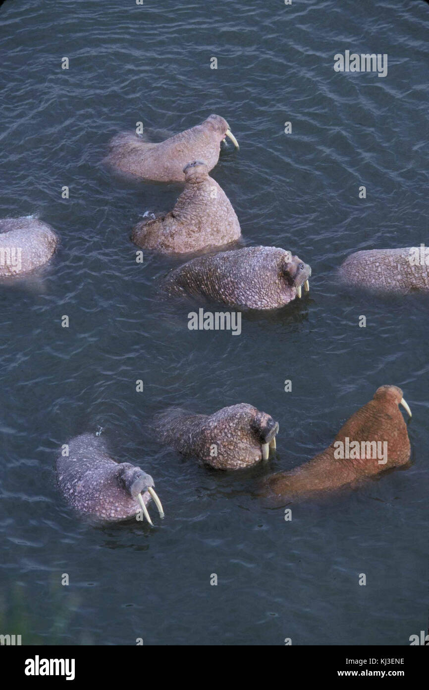 Walruses in water close up Stock Photo - Alamy